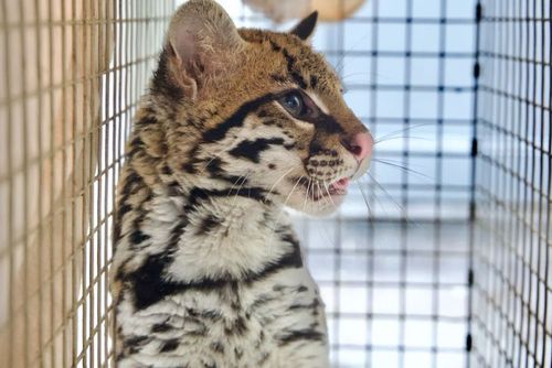 Rescatan a un ocelote víctima de tráfico ilegal que apareció en jardín ...